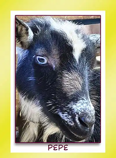 Sponsor Pepe the Goat